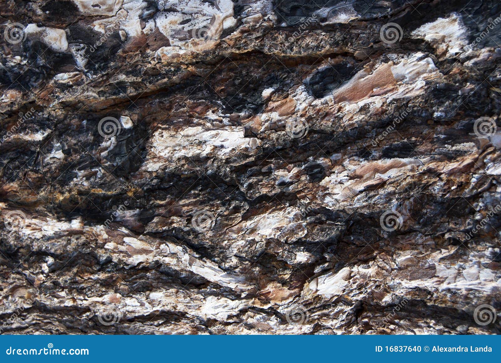 Pine Tree Burn Bark Texture Stock Photo - Image of care, greenery: 16837640