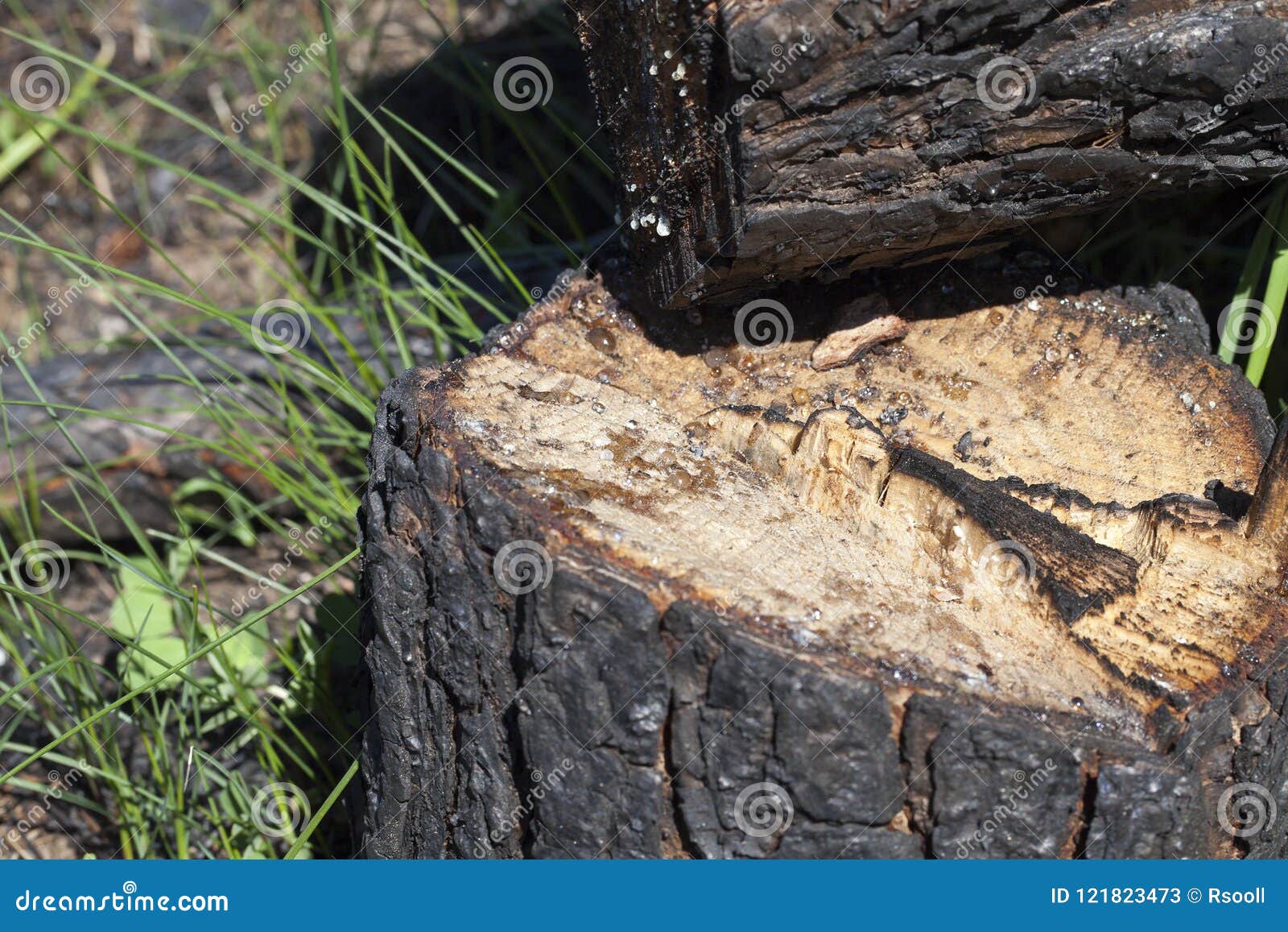 Pine tree after it burned stock image. Image of formed - 121823473