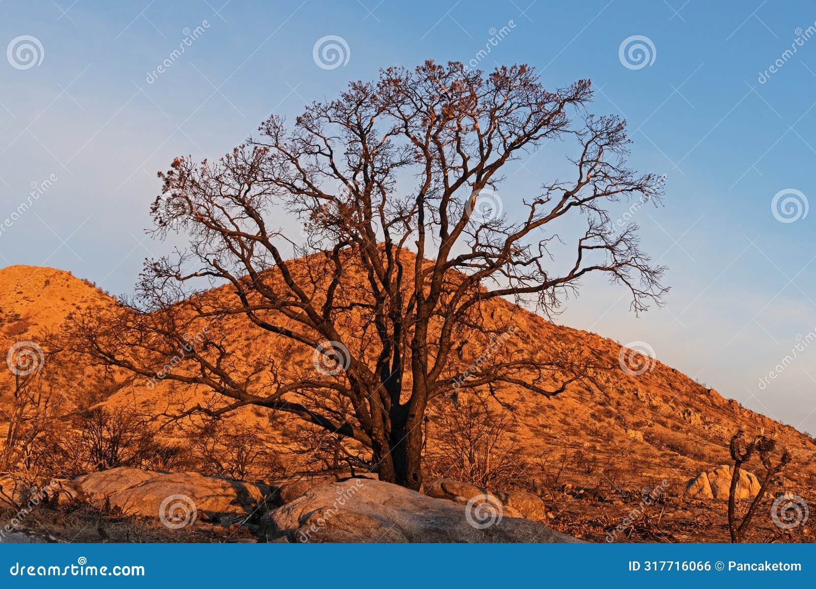 Burned Pine Tree at Sunrise Stock Photo - Image of morning, skeleton ...
