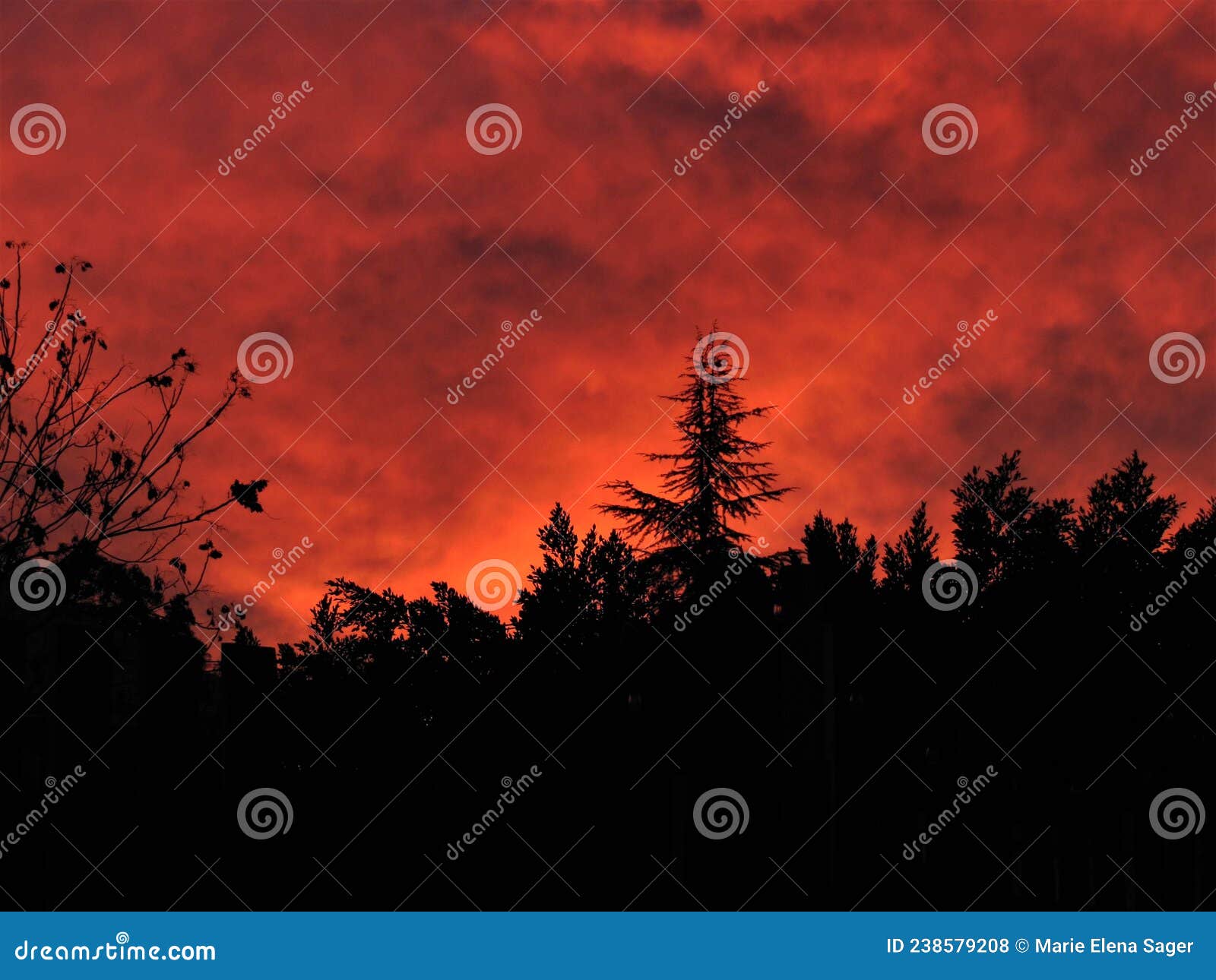 Pine Tree and Bushes with Red Sunset Stock Photo - Image of cloudy ...