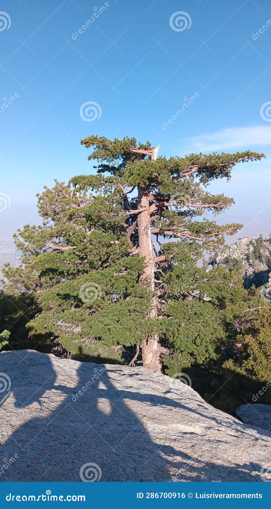 Pine Tree in California Palm Springs Tramway Tour Stock Photo - Image ...