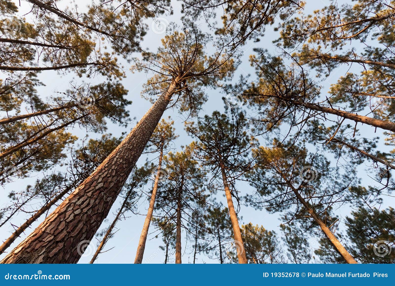 Pine Tree Canopy stock photo. Image of scenery, nature - 19352678