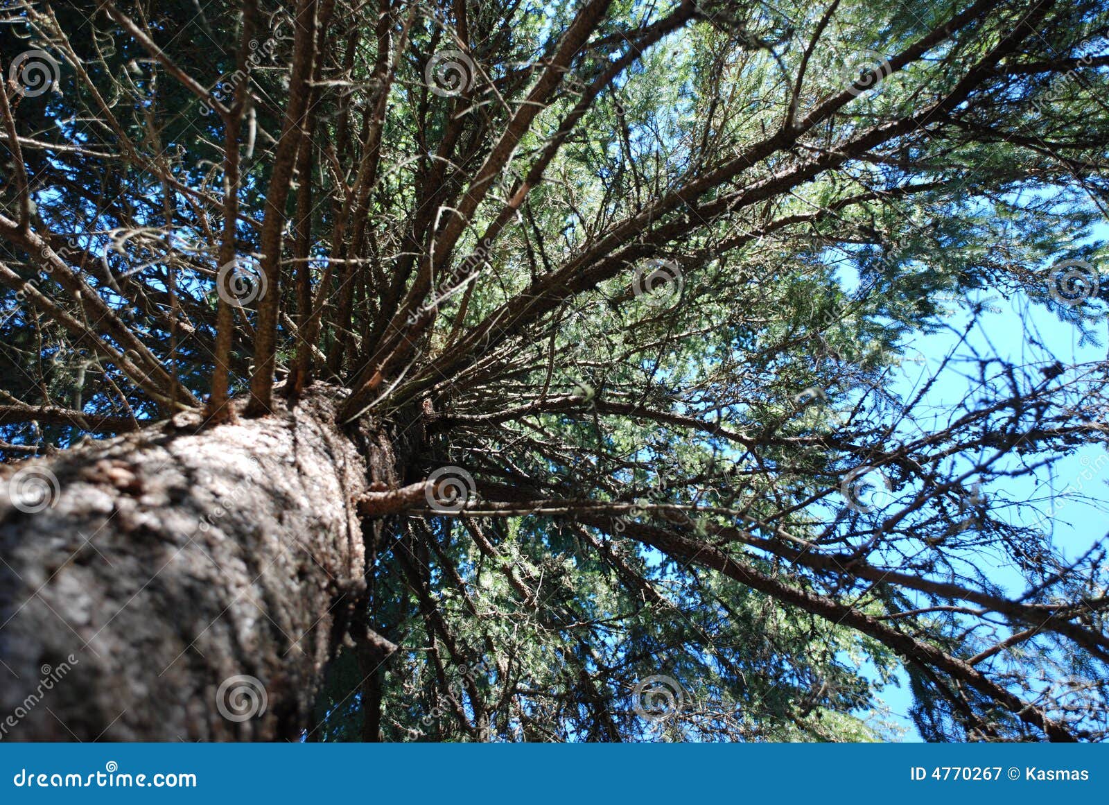 Pine tree canopy stock image. Image of canopy, crown, tall - 4770267