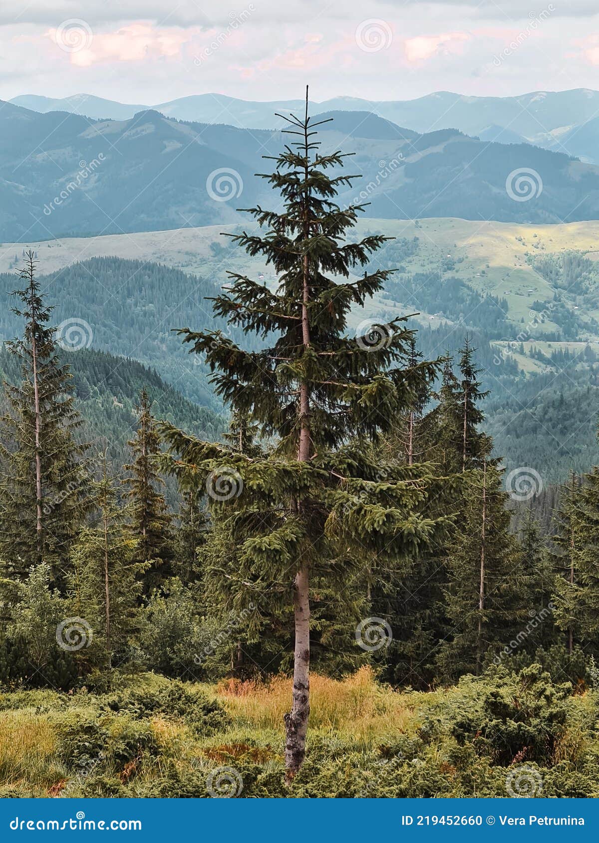 Pine Tree in the Center of the Pic in Mountains Stock Photo - Image of ...