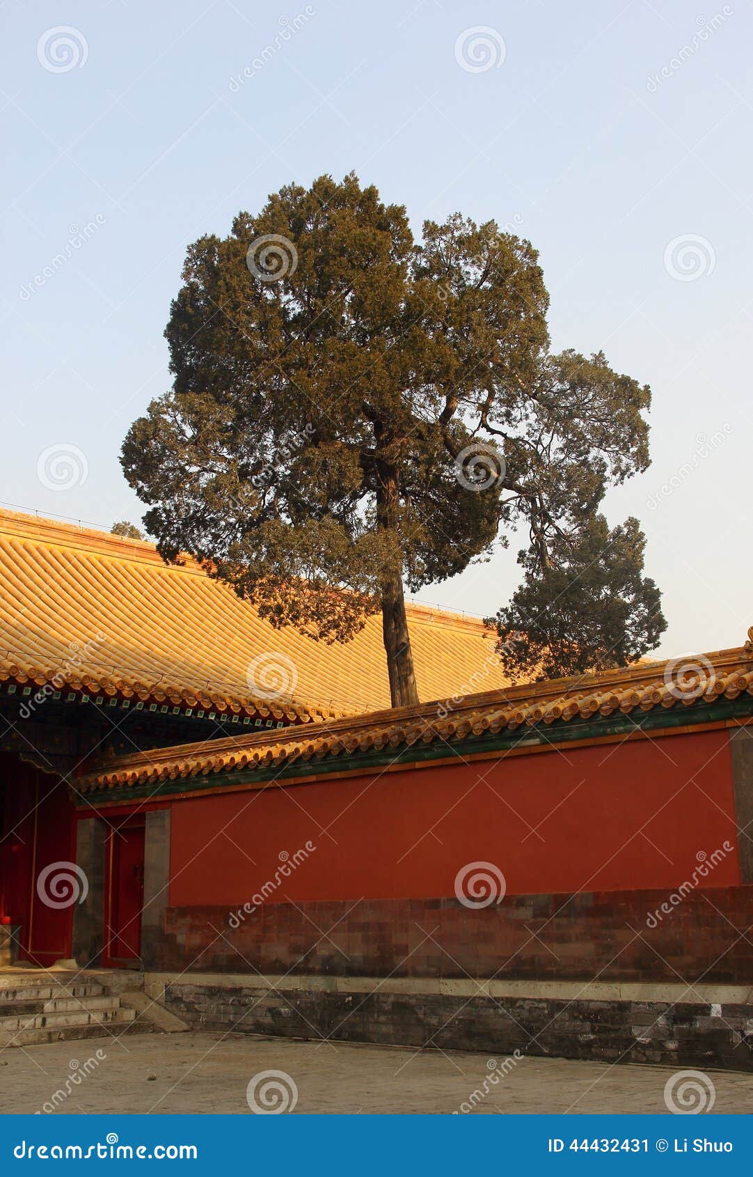 A Pine Tree in Chinese Courtyard Stock Image - Image of china, wall ...