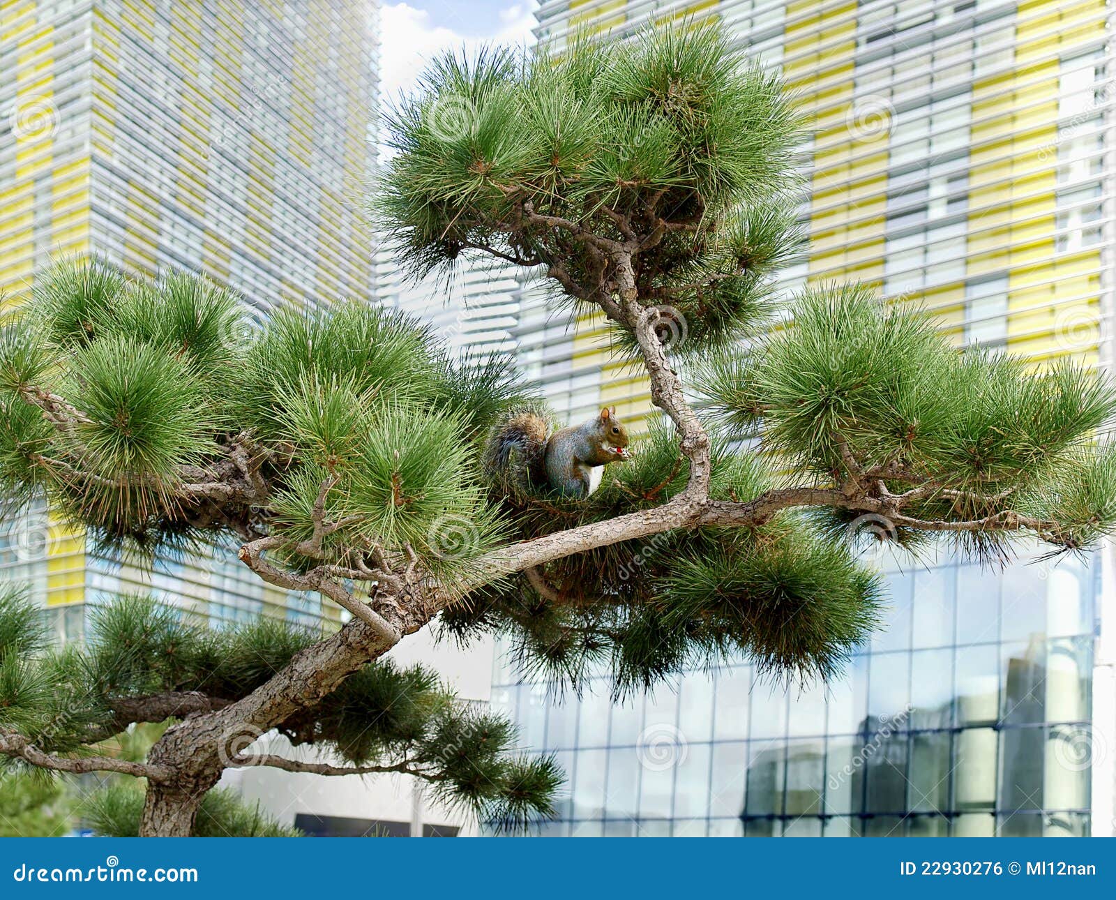 Pine tree in the city stock photo. Image of park, outdoor - 22930276
