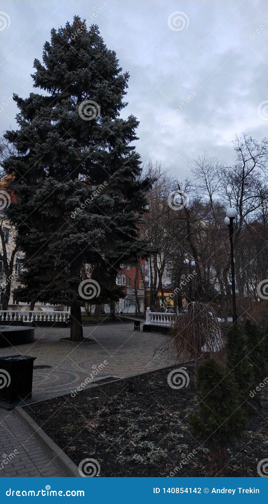 Pine Tree on the City Boulevard Stock Photo - Image of tree, outdoor ...