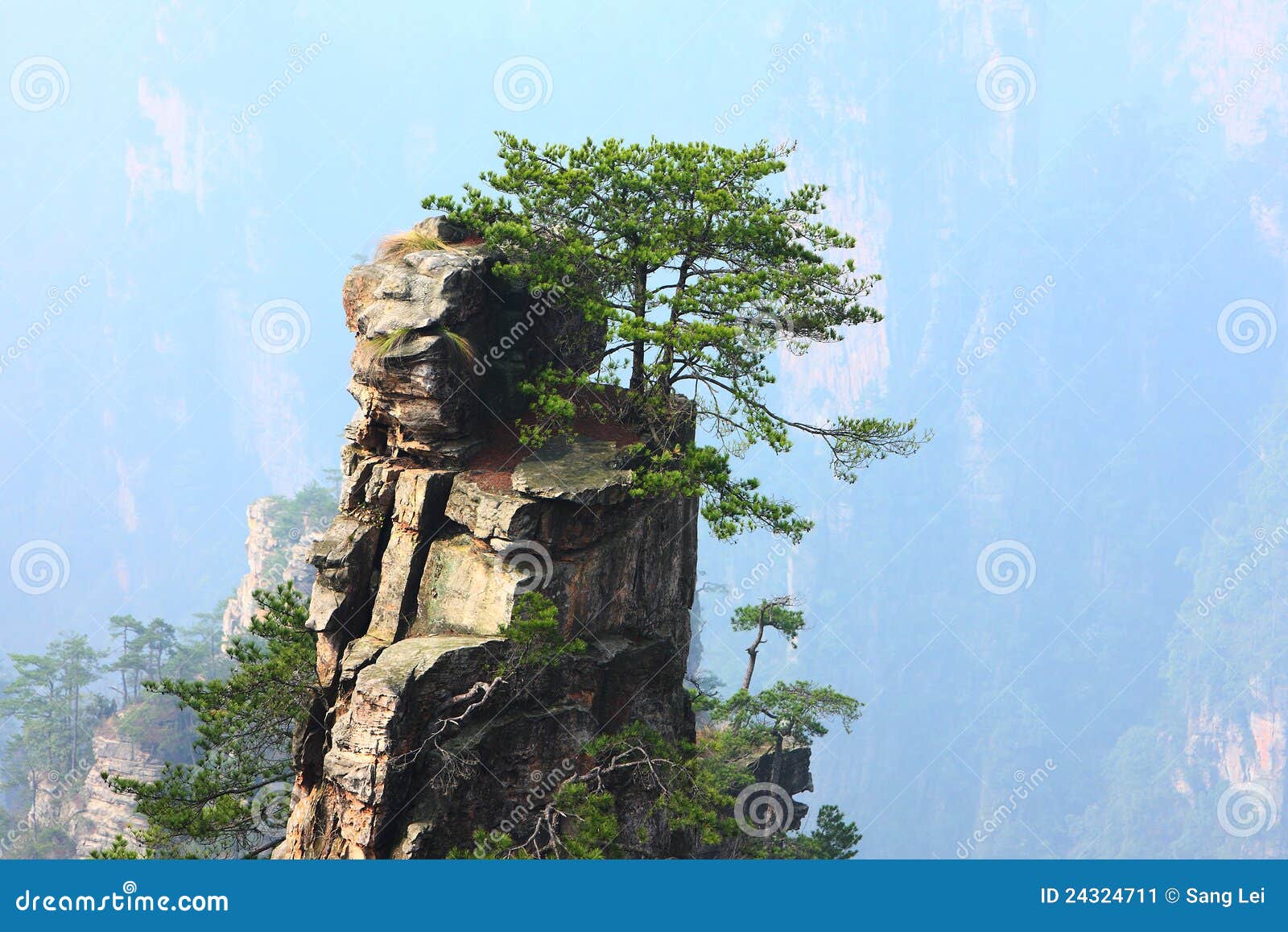 Pine tree on cliff stock image. Image of zhangjiajie - 24324711