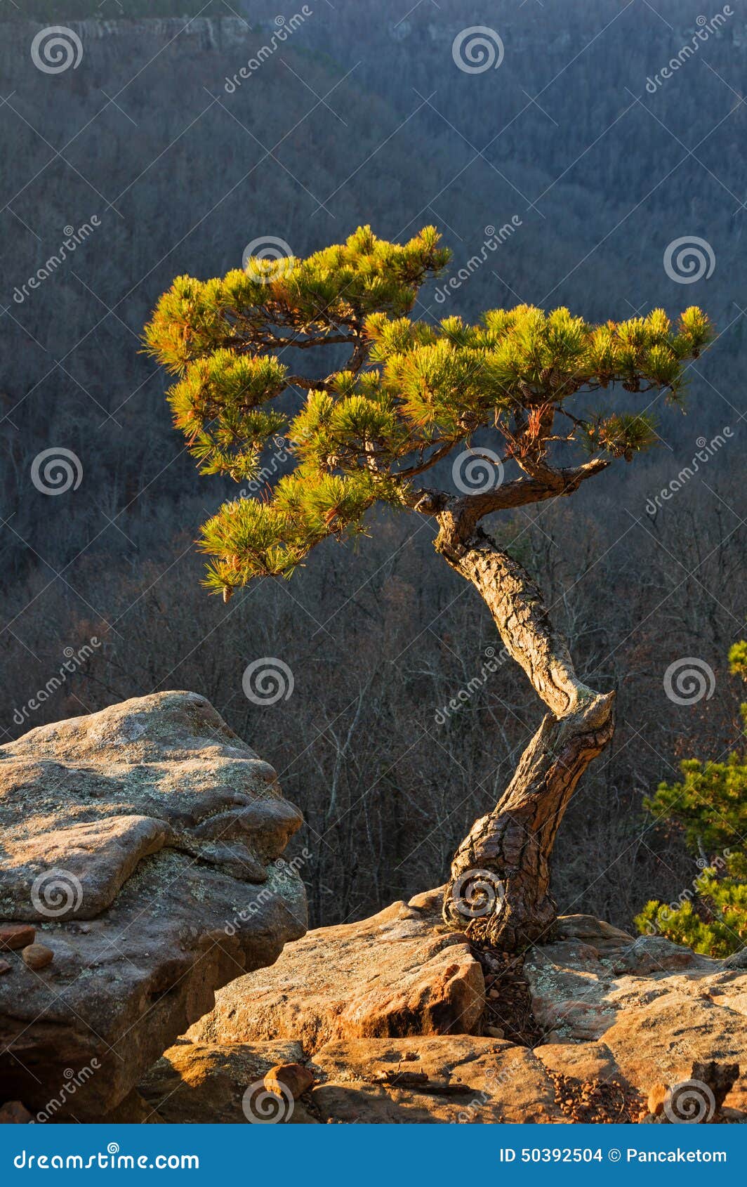 Pine Tree on Cliff Edge stock photo. Image of nature - 50392504