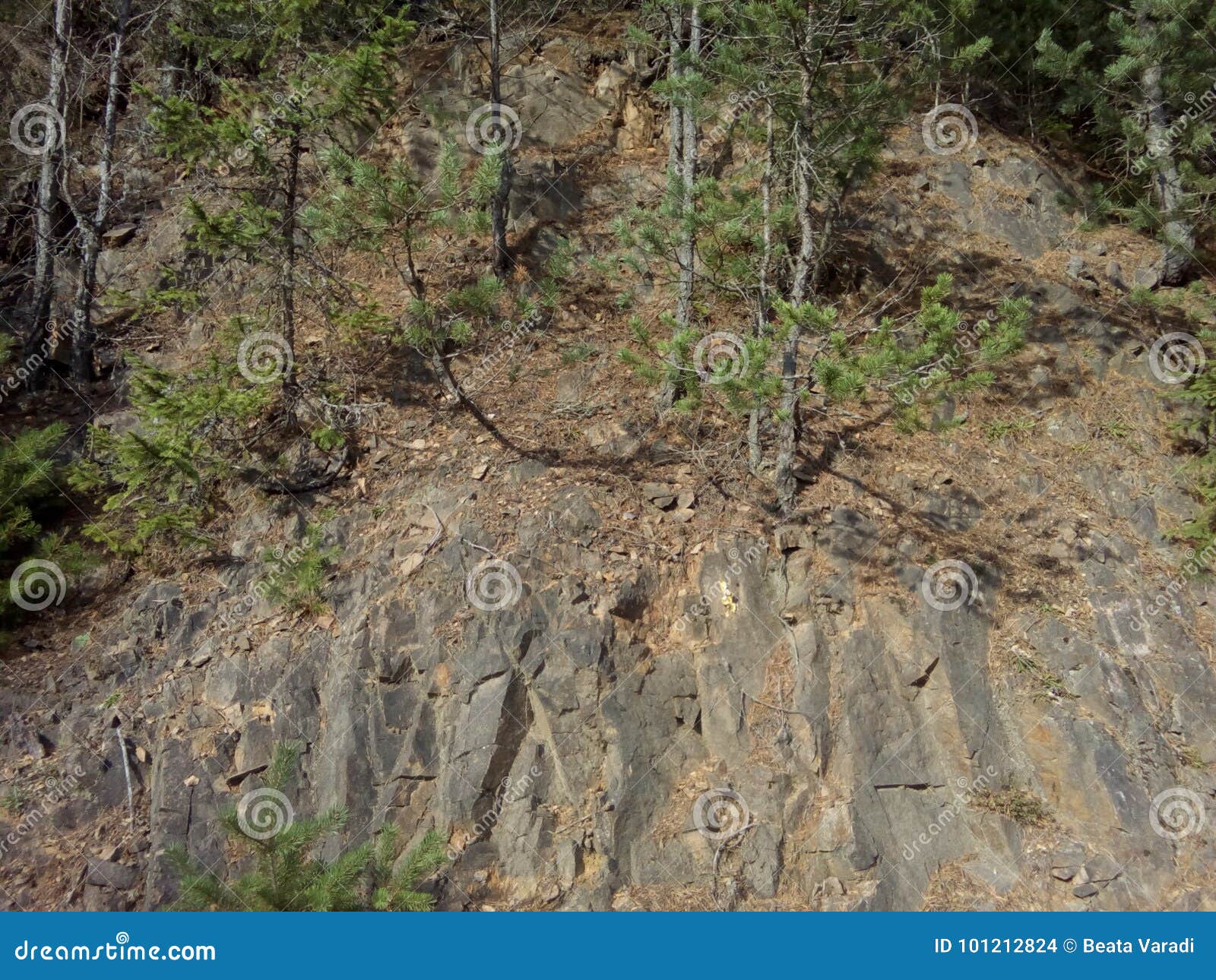 Pine tree on the cliff stock photo. Image of woods, beauty - 101212824