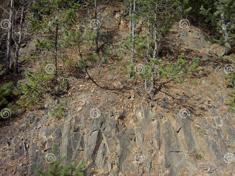 Pine tree on the cliff stock photo. Image of woods, beauty - 101212824