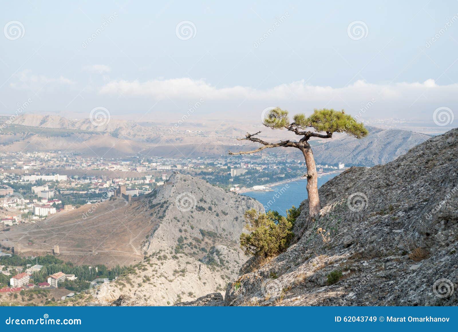 Pine tree on the cliff stock image. Image of tree, city - 62043749