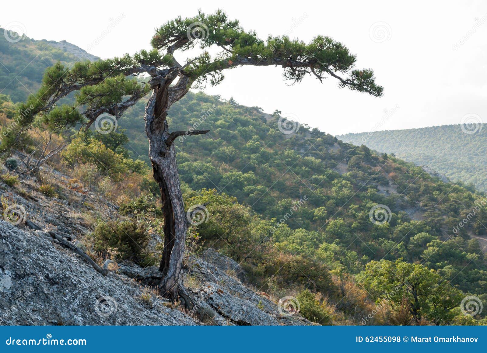 Pine tree on the cliff stock photo. Image of summer, sunny - 62455098