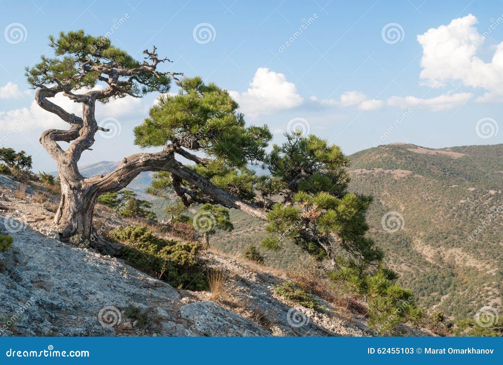 Pine tree on the cliff stock image. Image of city, sunny - 62455103