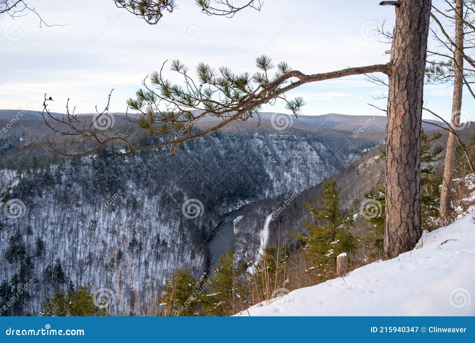 Pine Tree on Cliff Side stock image. Image of mountains - 215940347