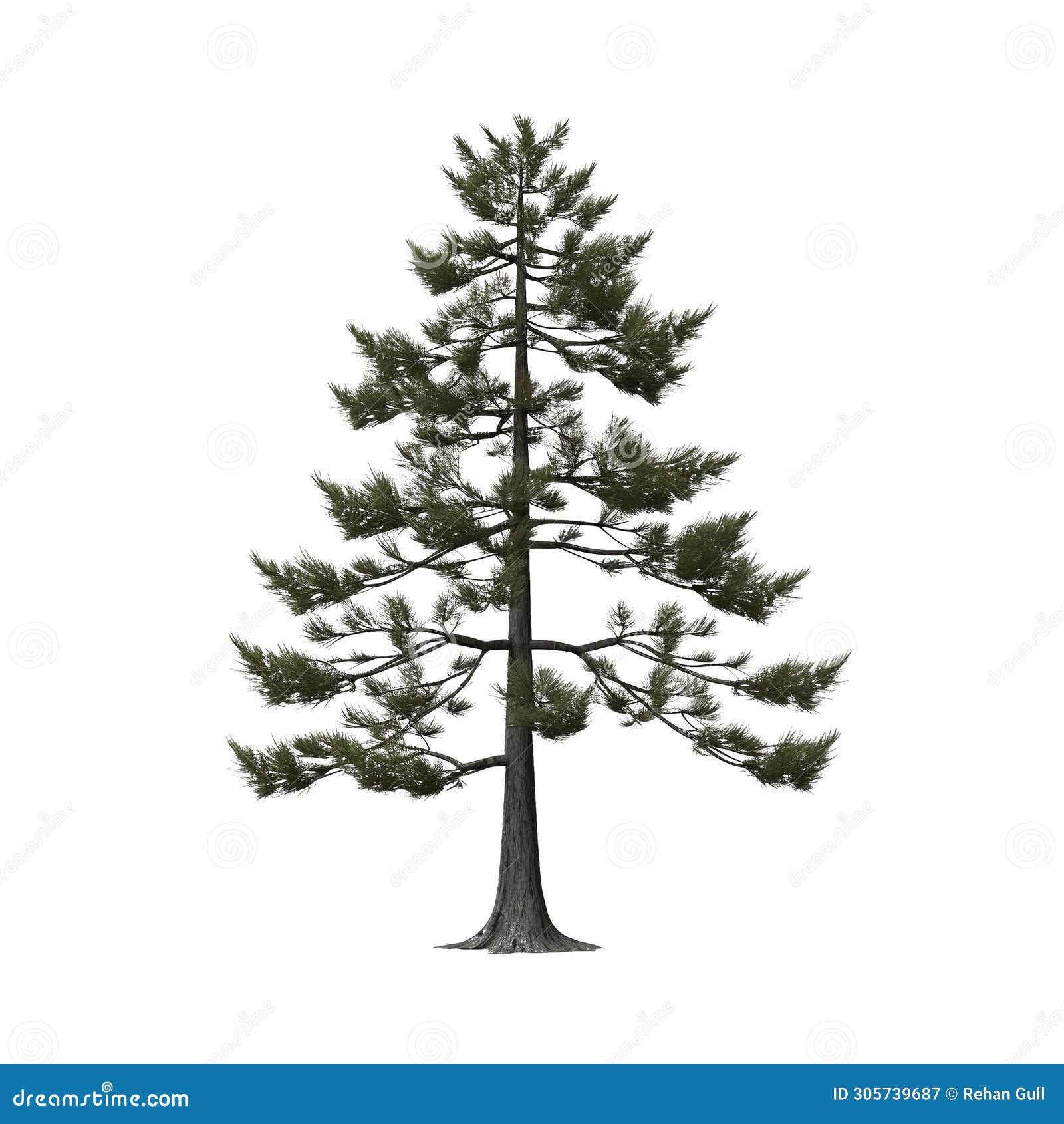 Beautiful Pine Tree Clip Art with White Background Stock Illustration ...
