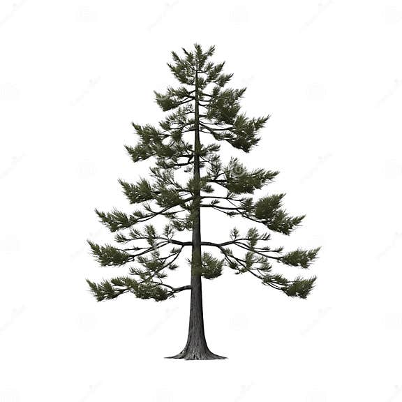 Beautiful Pine Tree Clip Art with White Background Stock Illustration ...