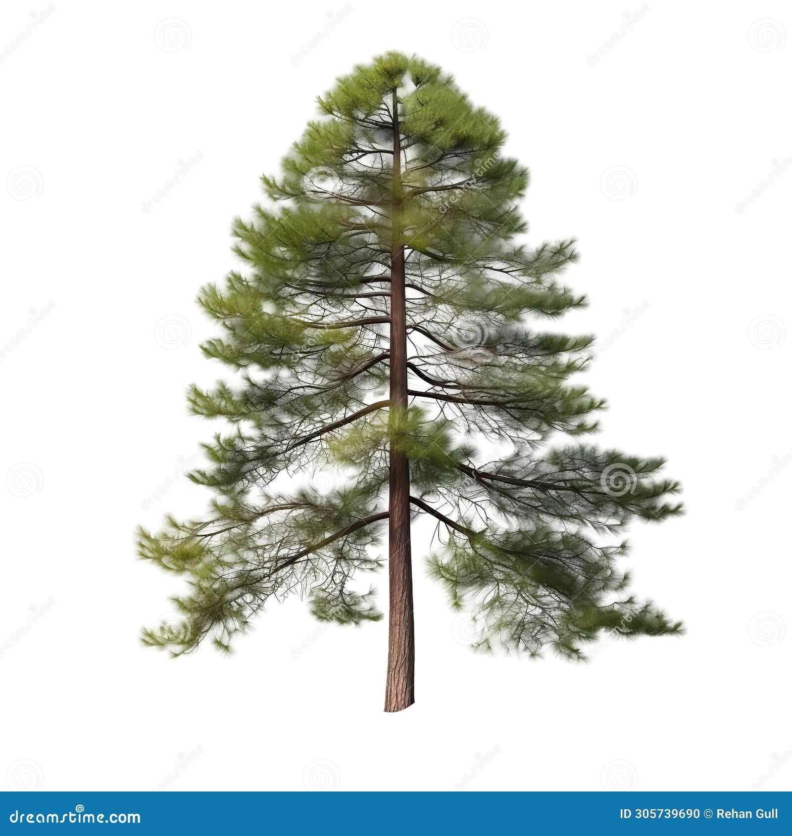 Pine Tree Clip Art with Isolated on White Background Stock Illustration ...