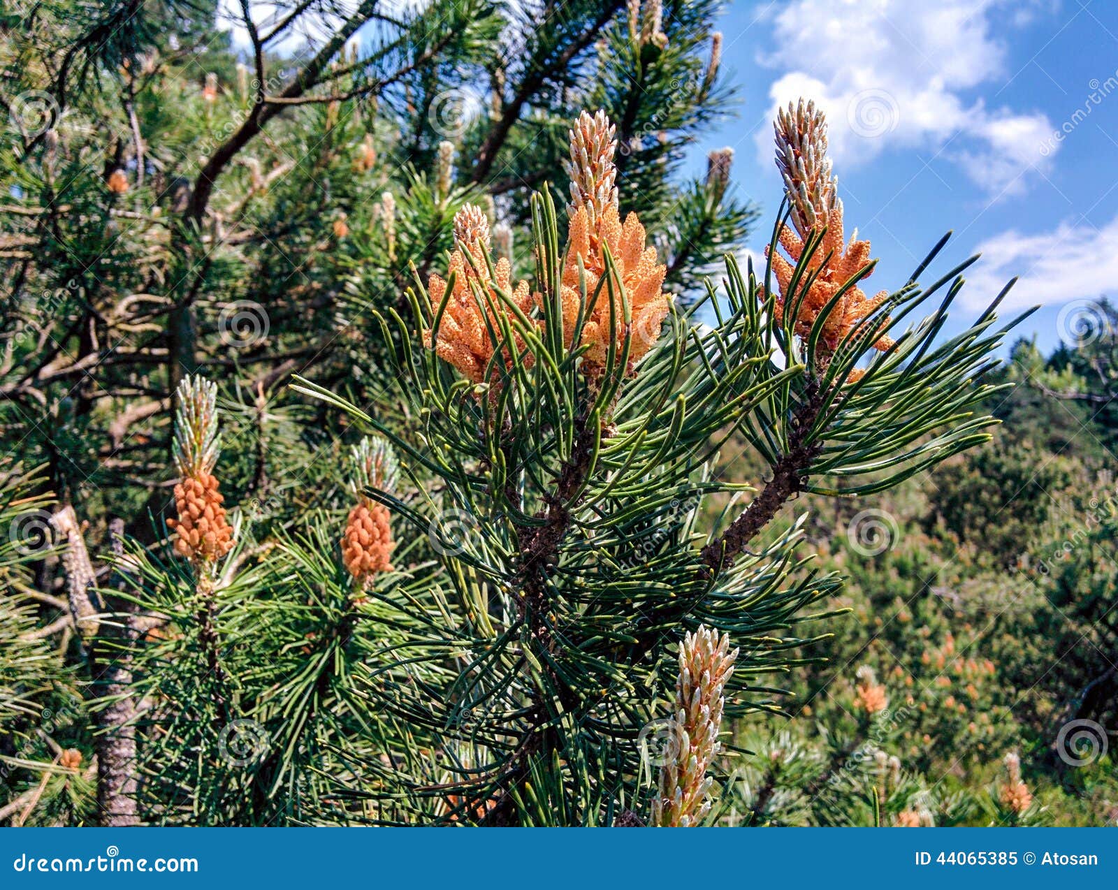 Pine Tree Close up stock image. Image of nature, pine - 44065385