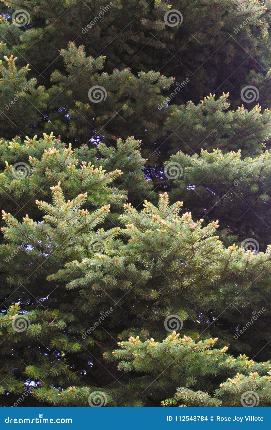 Pine Tree Close Up Background Stock Photo - Image of shadows, high ...