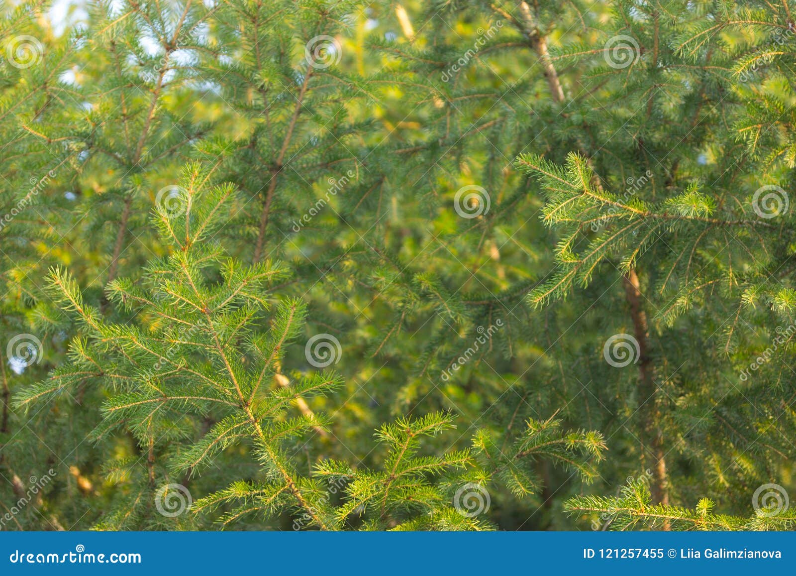 Pine tree close up stock image. Image of evergreen, macro - 121257455