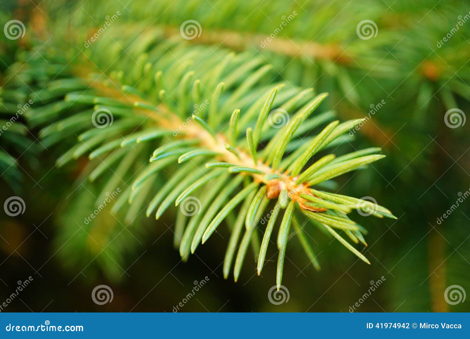 Pine tree stock photo. Image of nature, spruce, close - 41974942