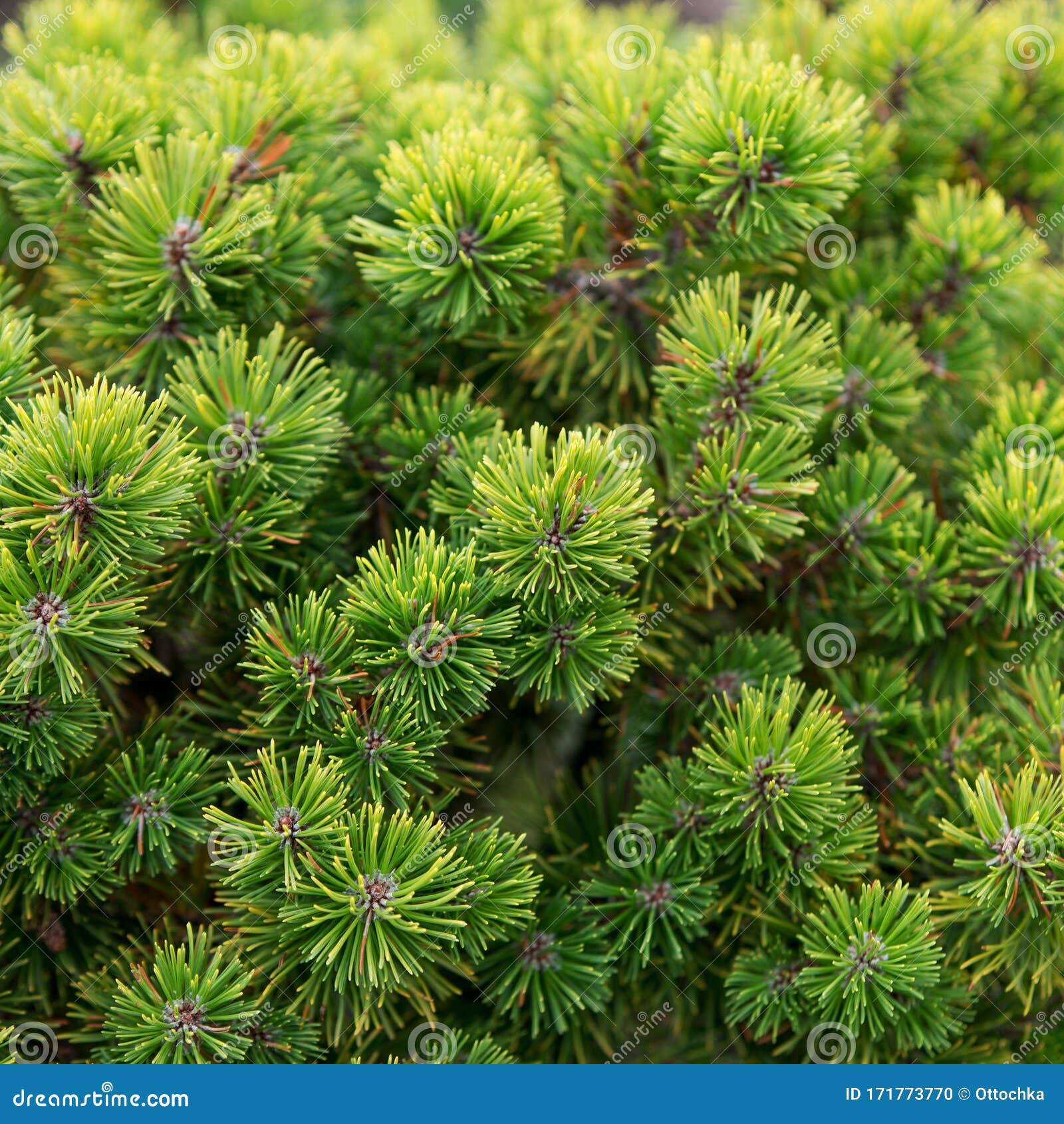 Pine tree close up stock photo. Image of gardening, garden - 171773770