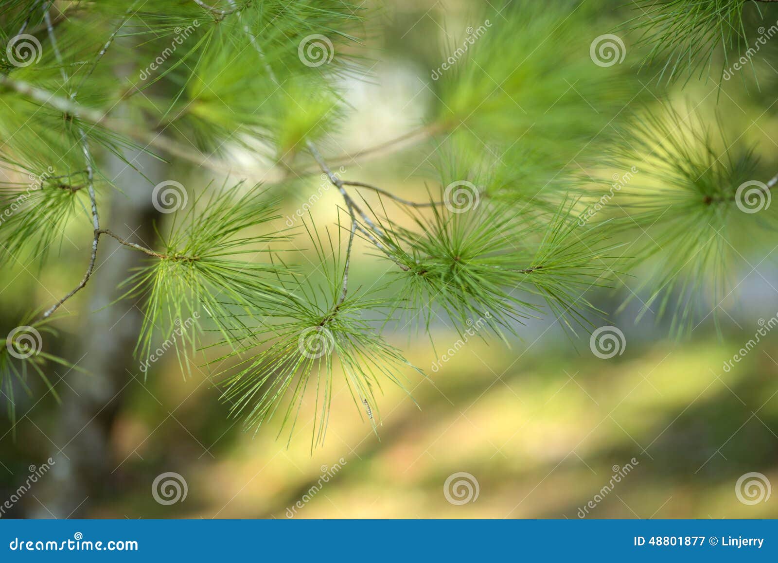 Pine tree close up stock image. Image of grow, needle - 48801877