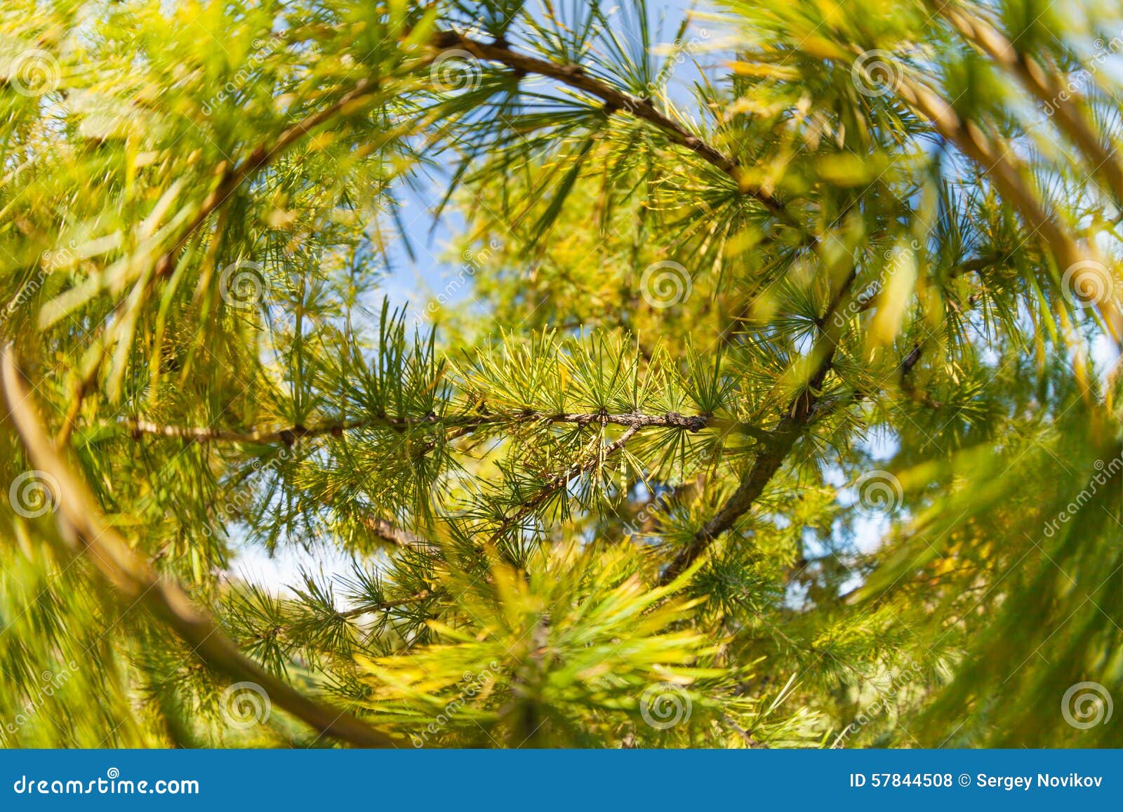 Pine Tree Close-up of Needles and Branches Stock Photo - Image of ...