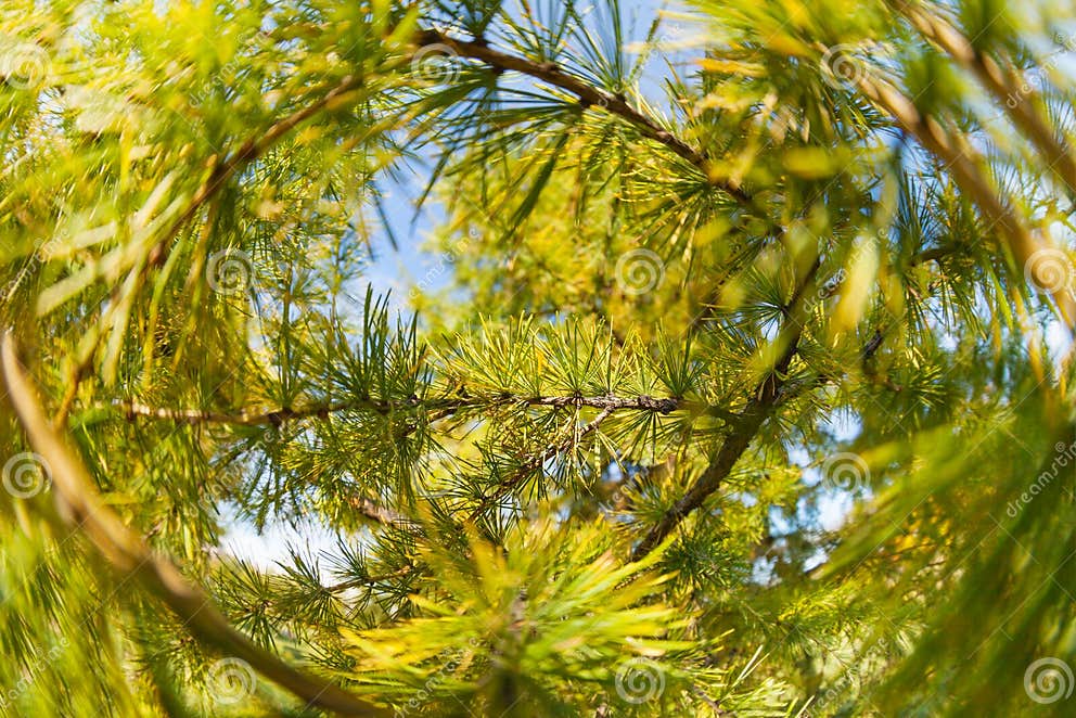 Pine Tree Close-up of Needles and Branches Stock Photo - Image of ...