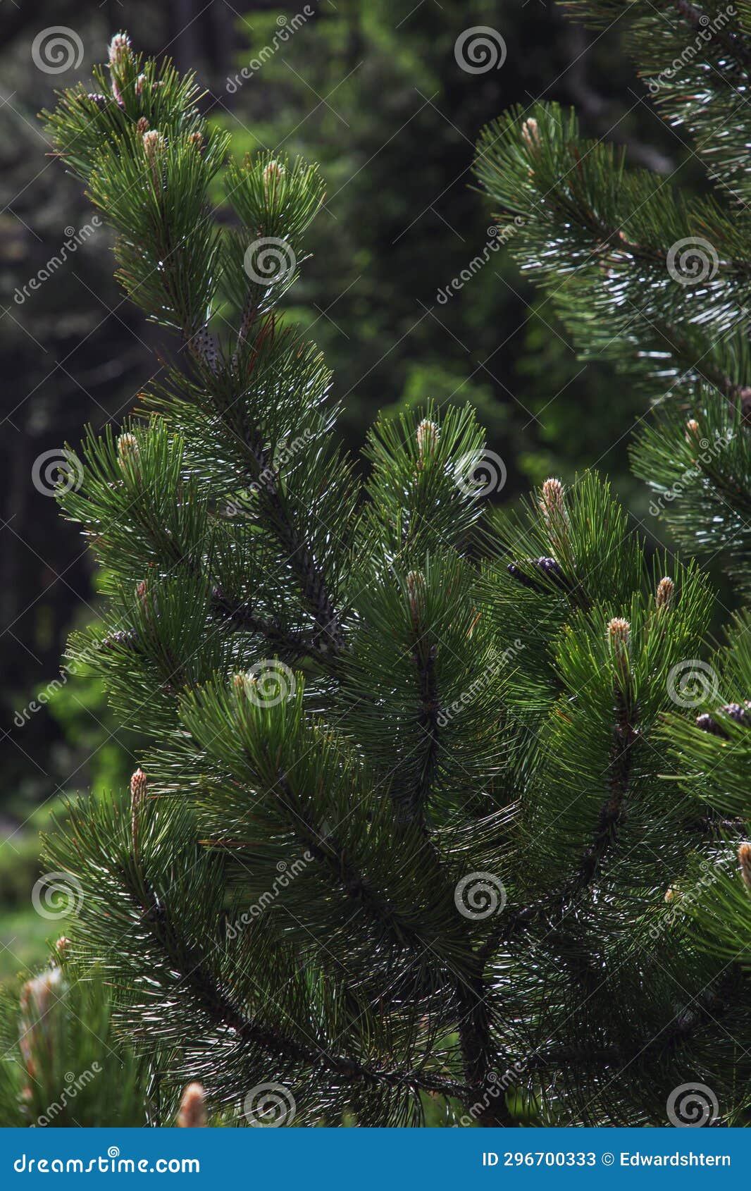 Pine Tree Close-up of Needles and Branches Stock Image - Image of ...
