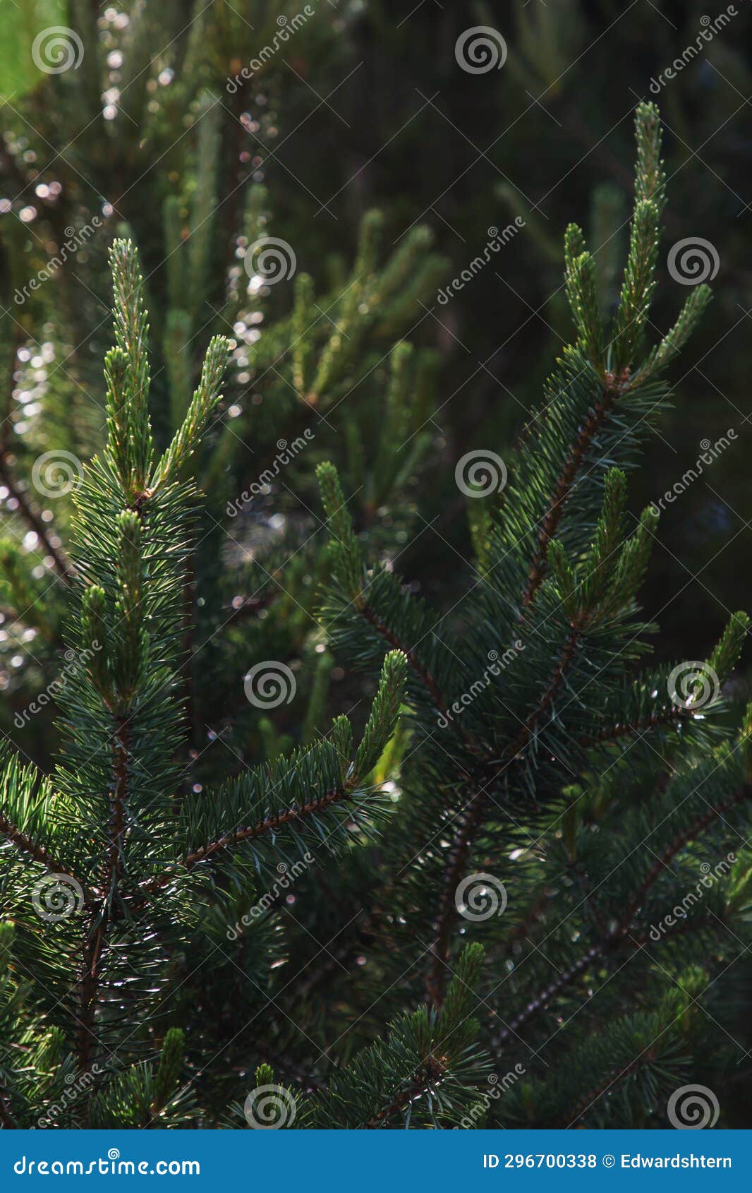 Pine Tree Close-up of Needles and Branches Stock Photo - Image of color ...