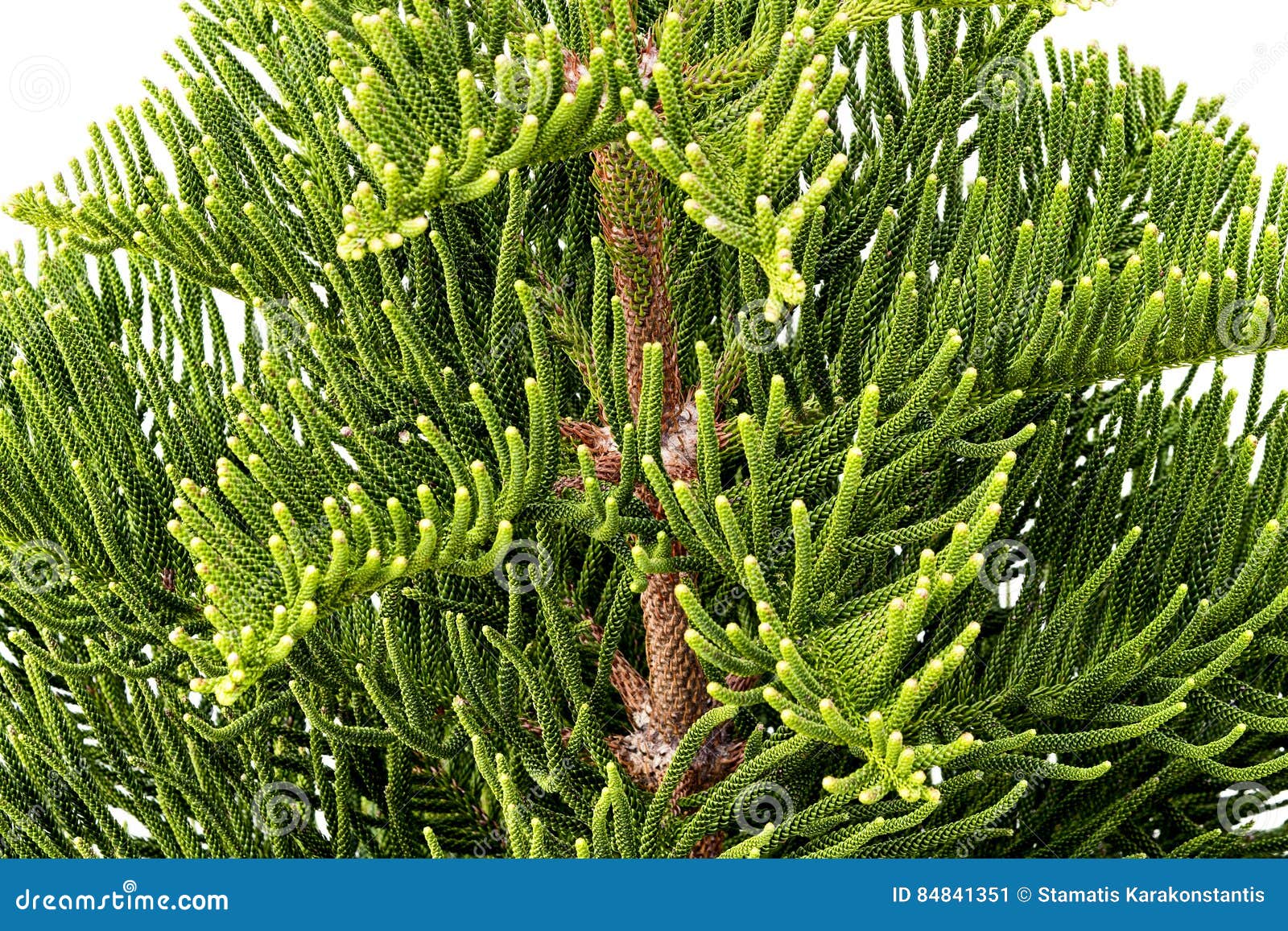 Pine tree close-up stock image. Image of tree, macro - 84841351