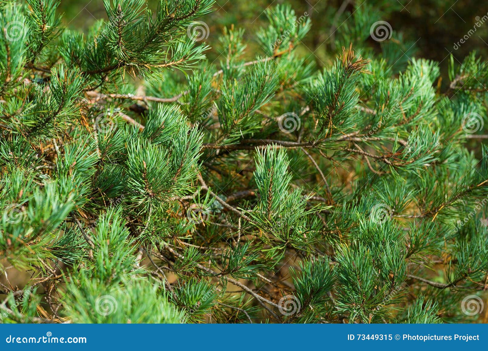 Pine tree, close up stock image. Image of closeup, growth - 73449315