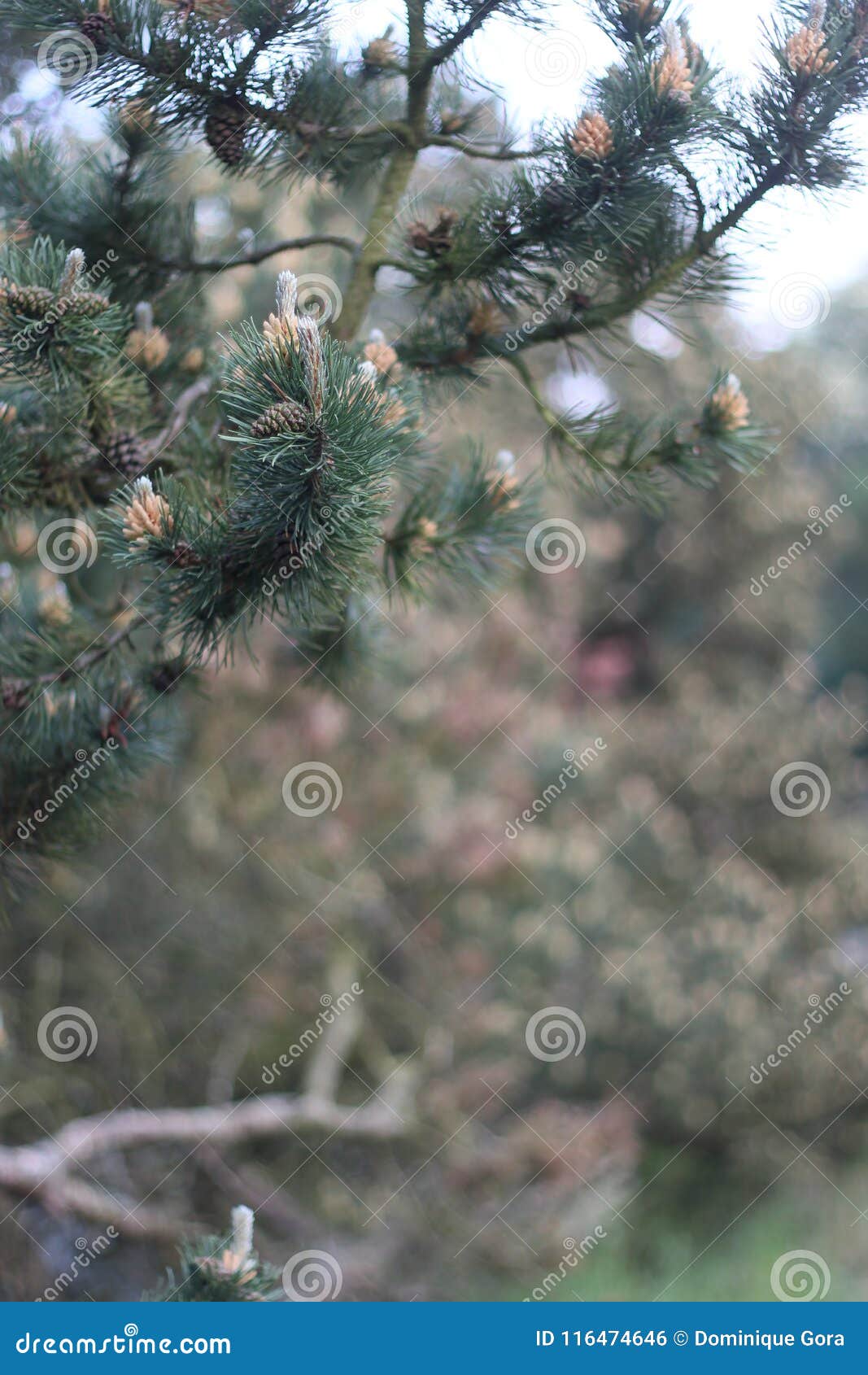 Pine tree close up stock photo. Image of macro, garden - 116474646