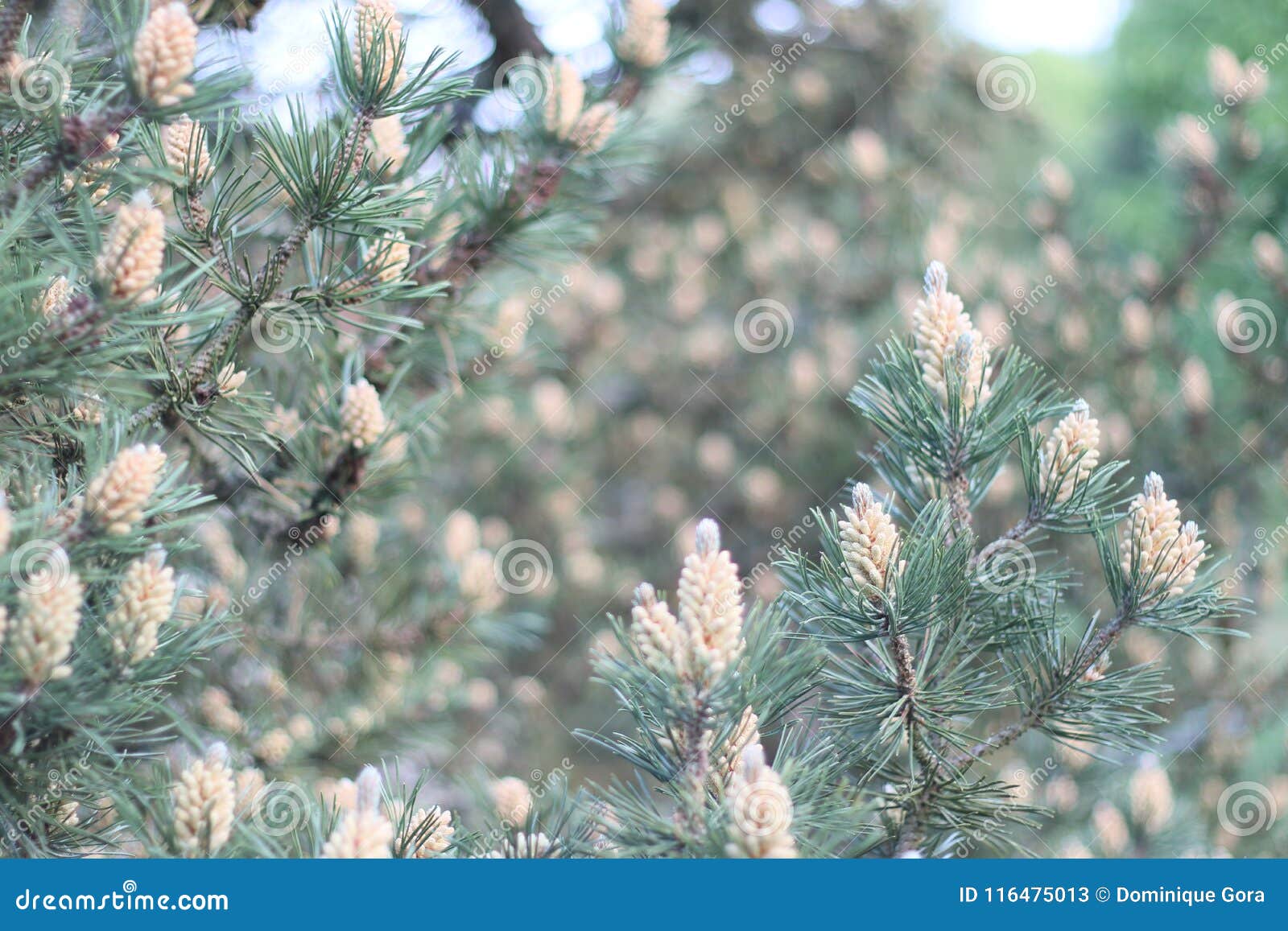 Pine tree close up stock image. Image of branch, merry - 116475013