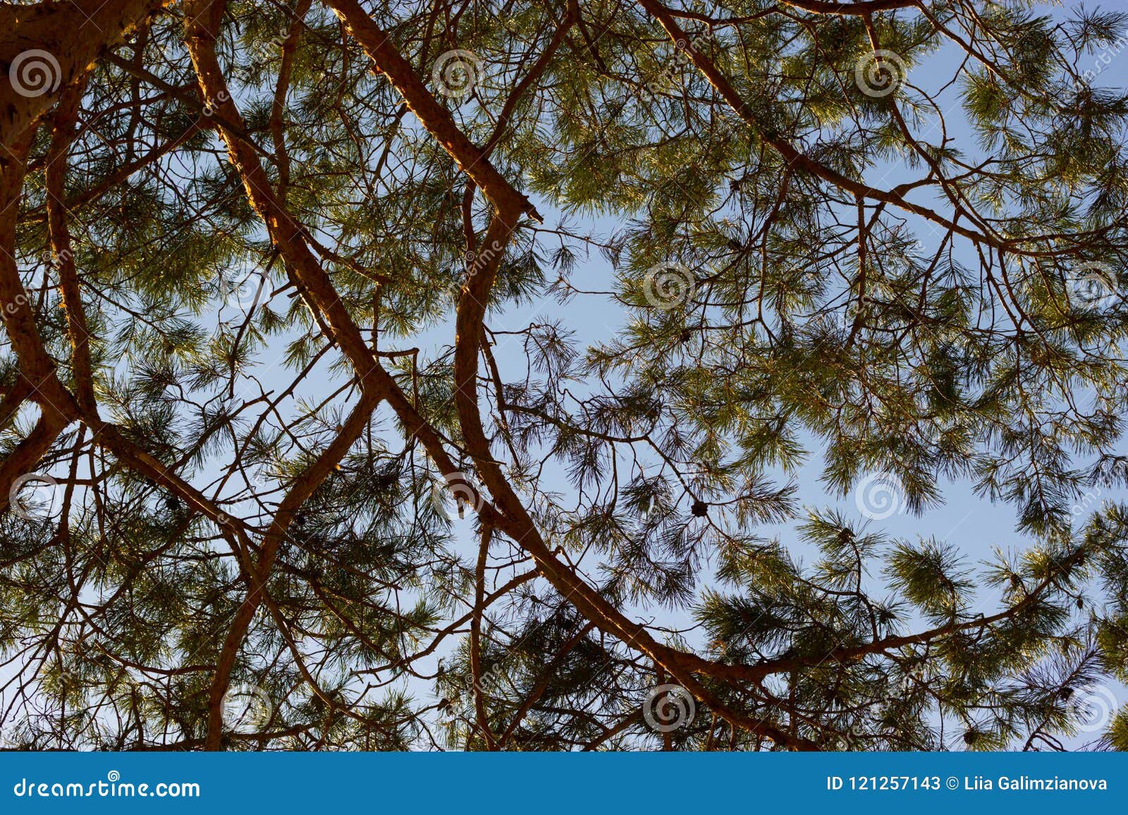 Pine tree close up stock image. Image of leaf, pattern - 121257143