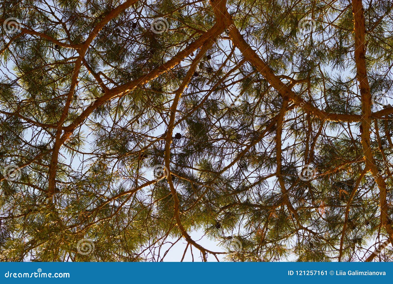 Pine tree close up stock image. Image of woods, pine - 121257161