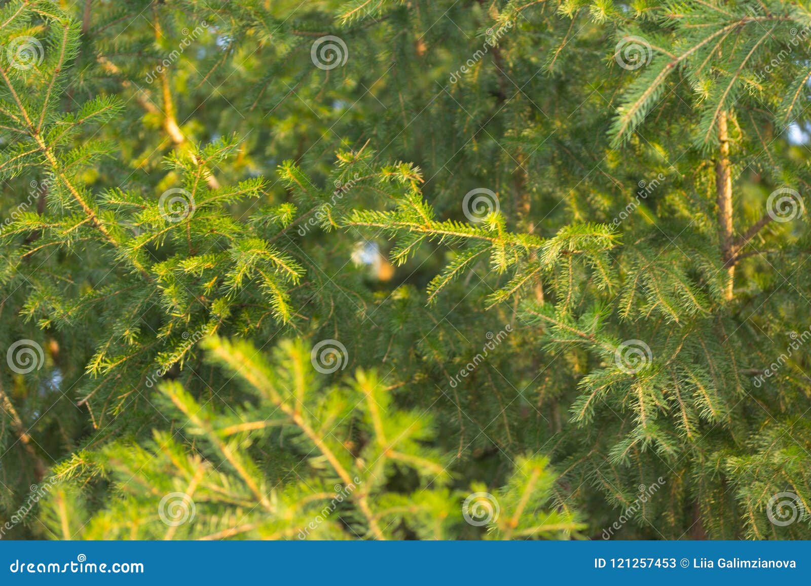 Pine tree close up stock image. Image of green, evergreen - 121257453
