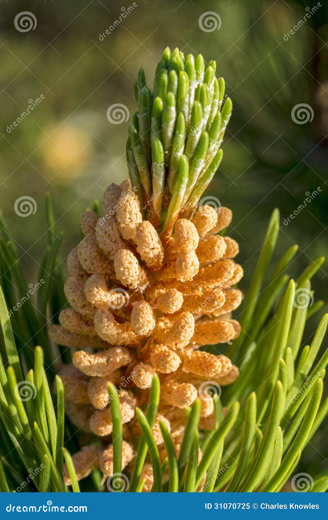 Pine Tree Close-up Spring Pine Cones Stock Image - Image of blue, green ...