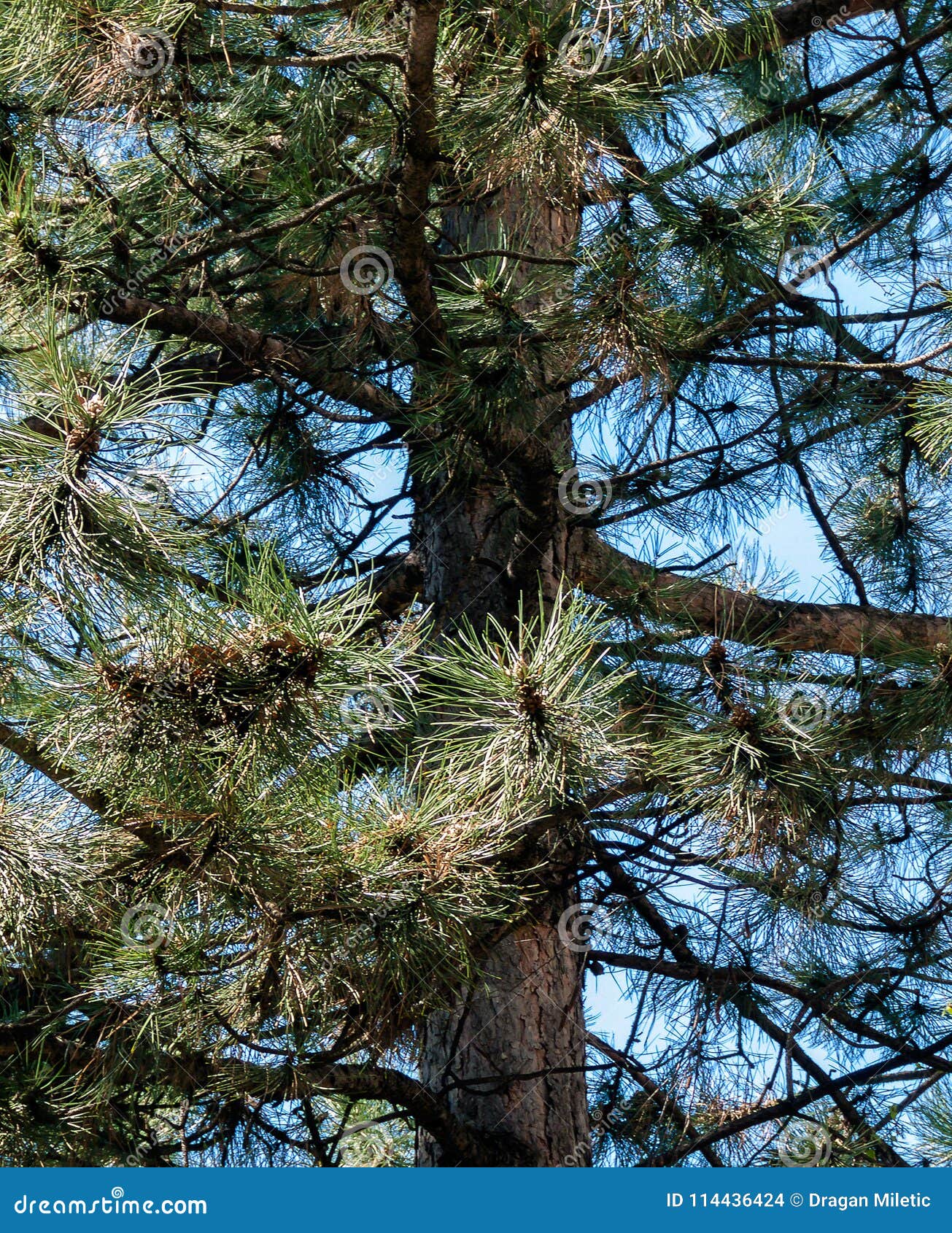 Pine tree close-up stock photo. Image of green, tree - 114436424