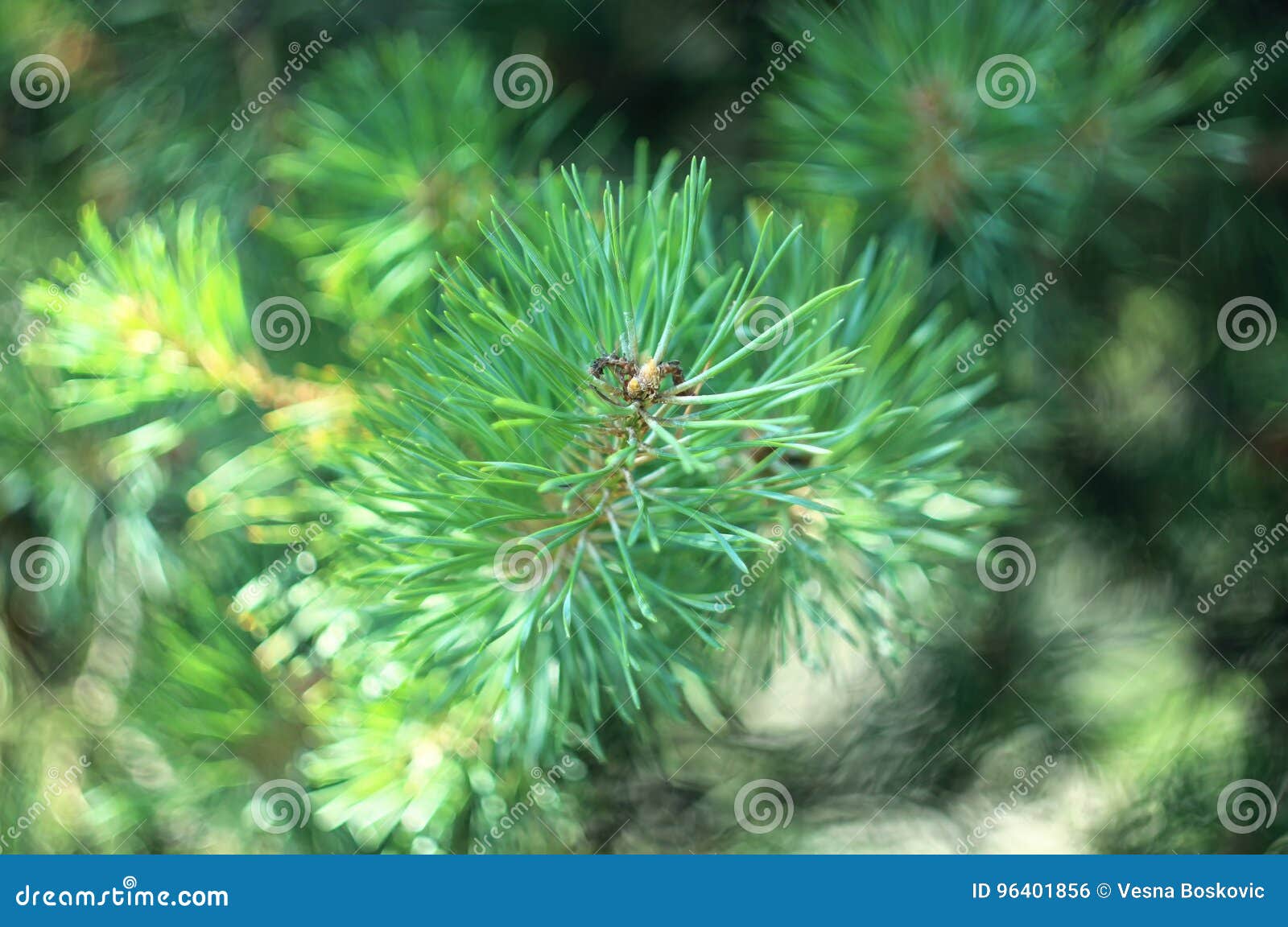 Pine tree close-up stock photo. Image of outdoor, natural - 96401856