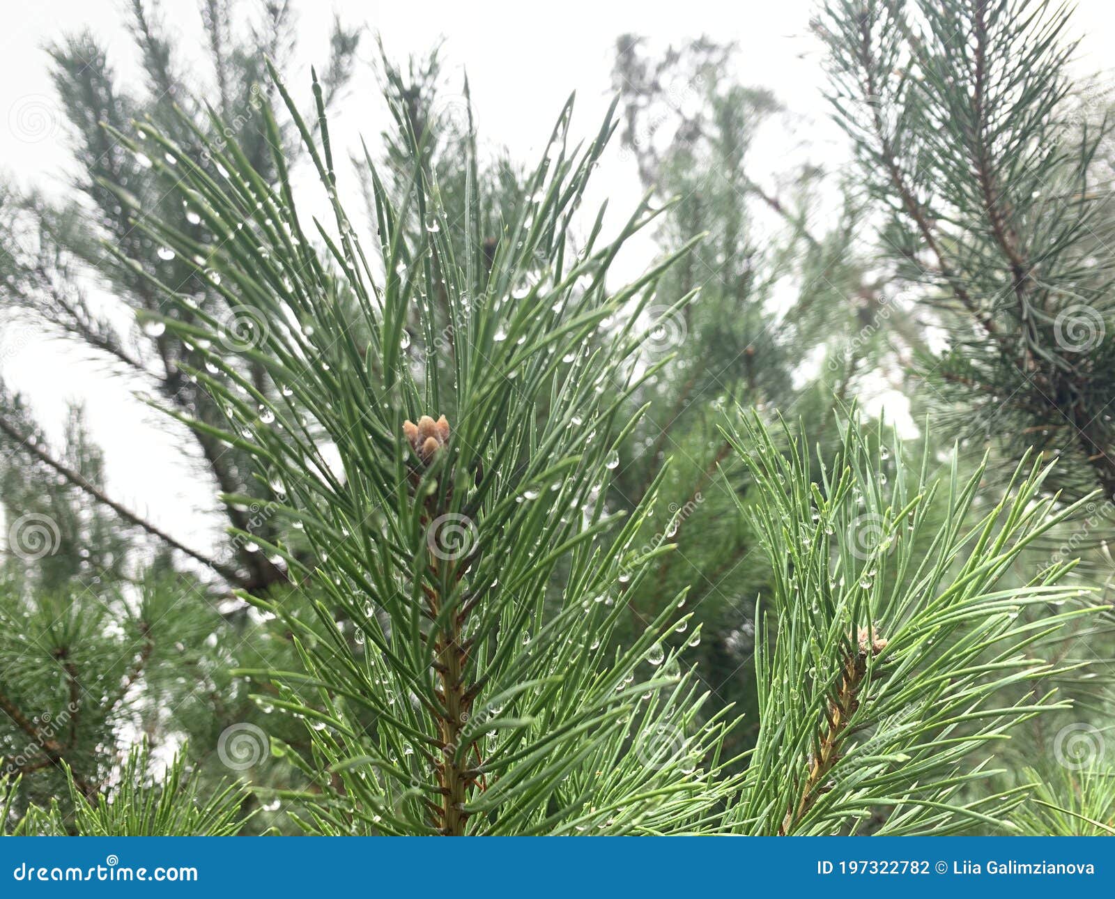 Pine tree close up stock photo. Image of closeup, weather - 197322782