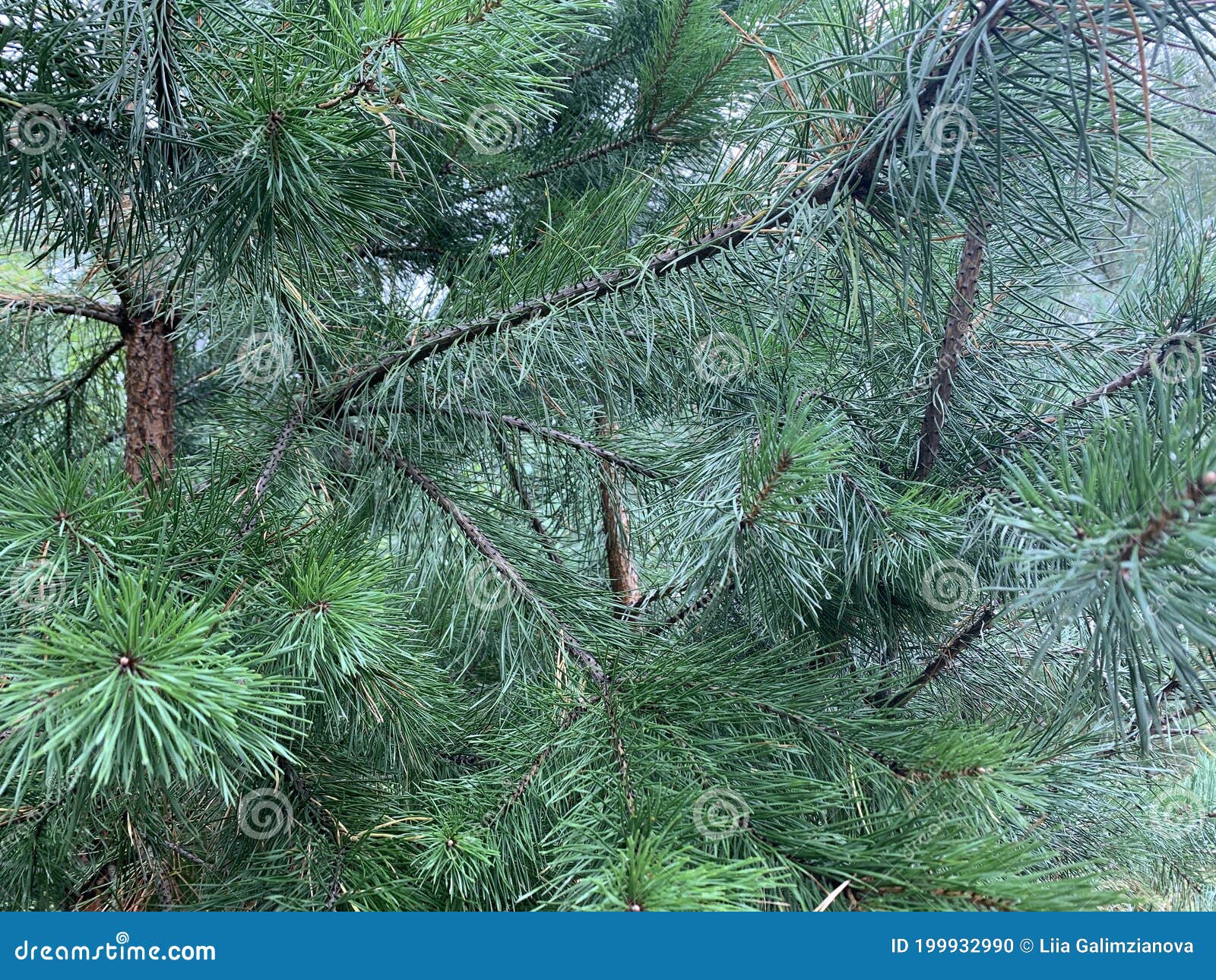 Pine tree close up stock photo. Image of season, morning - 199932990
