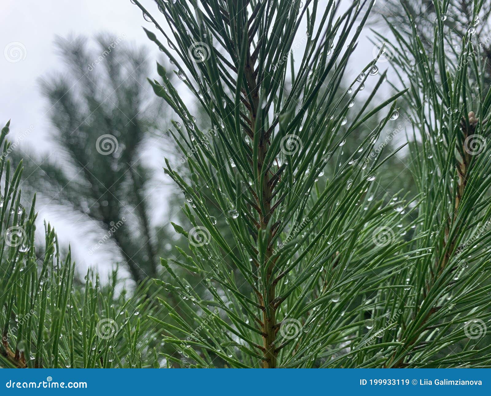 Pine tree close up stock image. Image of green, closeup - 199933119