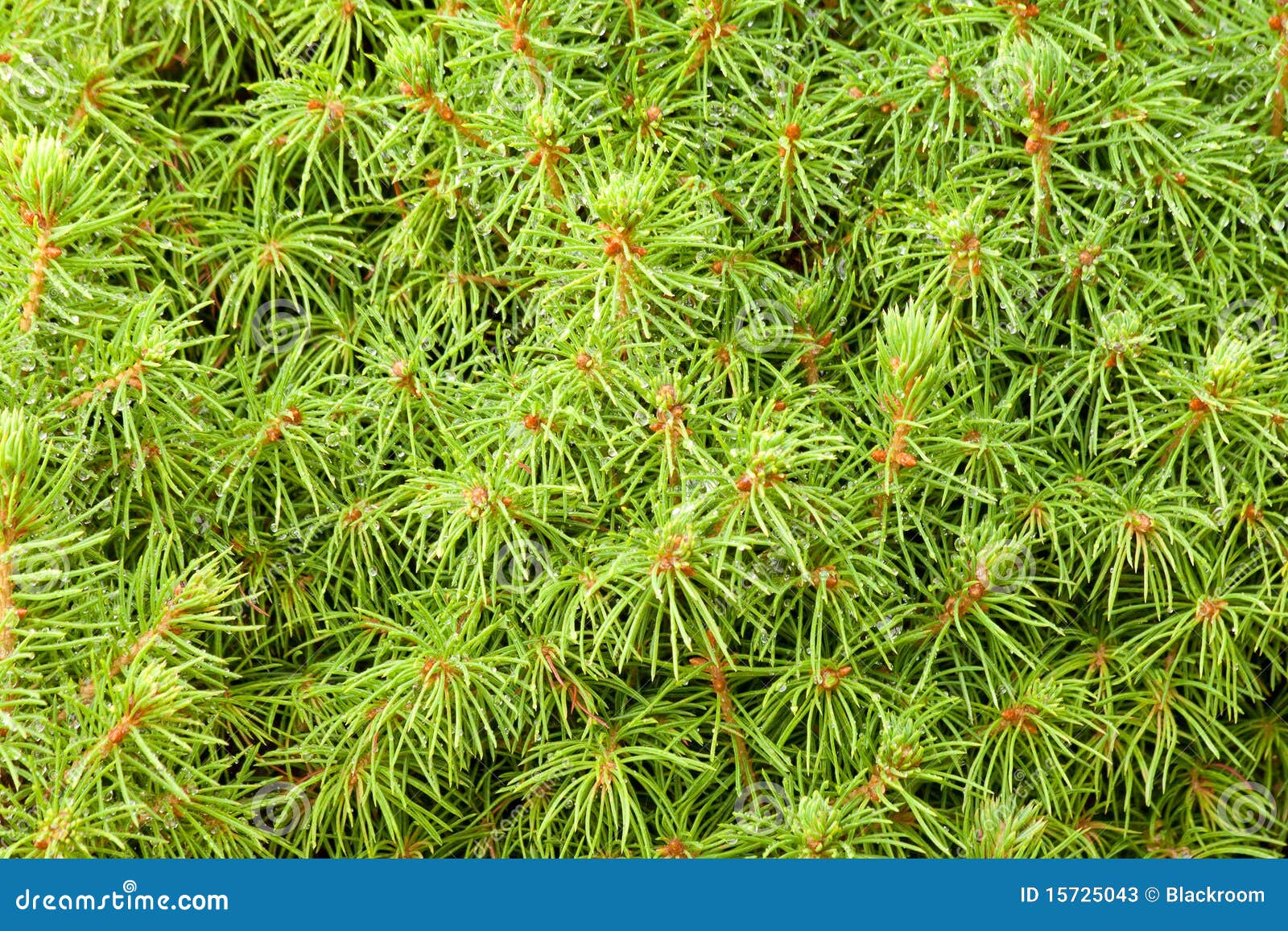 Pine tree closeup stock image. Image of macro, woods - 15725043