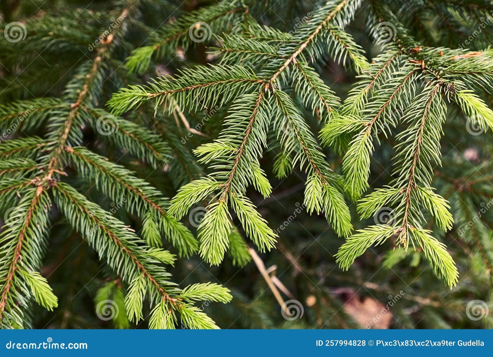 Pine Tree Closeup stock photo. Image of light, vibrant - 257994828