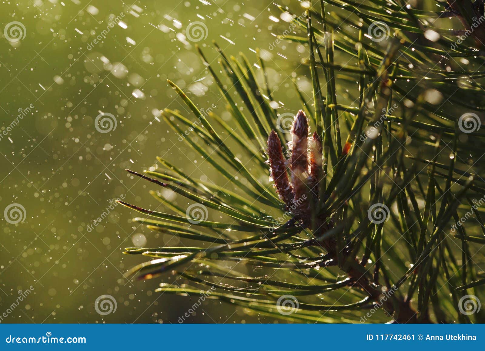 Pine Tree Closeup with Raindrops Stock Image - Image of tree, macro ...