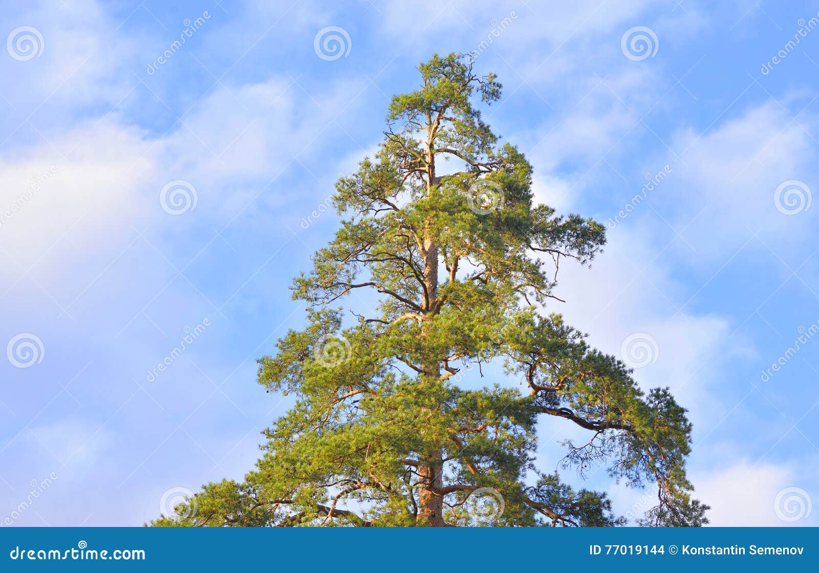 Pine tree on cloud sky. stock photo. Image of plant, rural - 77019144