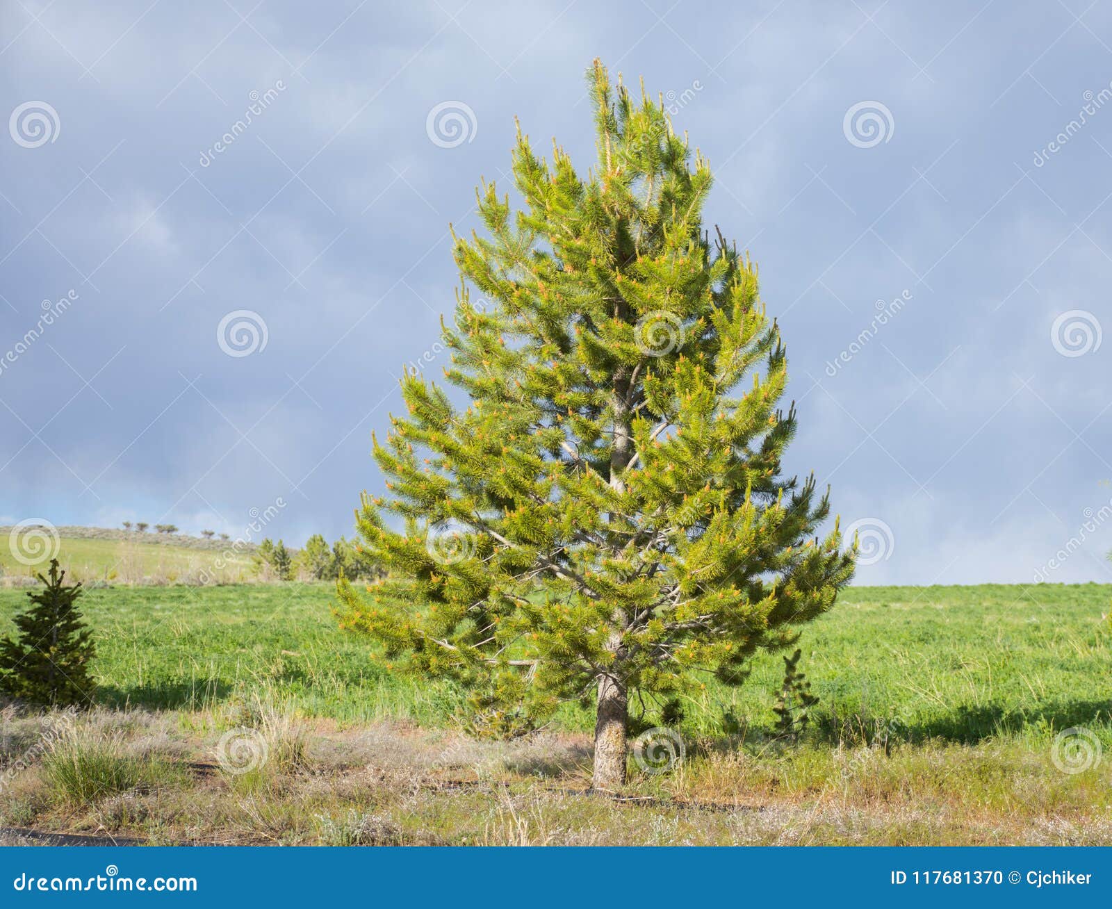 Pine Tree with Cloudy Sky Background Stock Photo - Image of cloudy ...